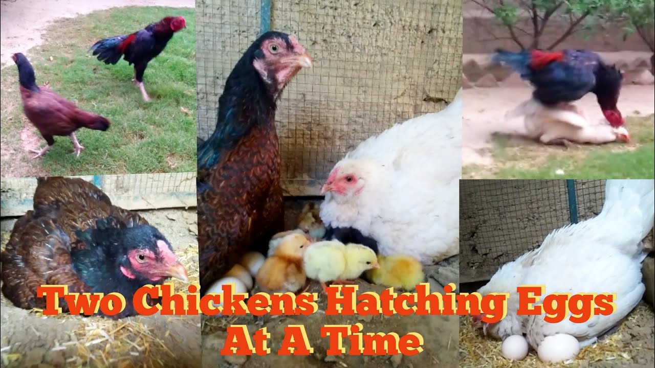 Hen Hatching Eggs | Chicken Reproduction Process | Hen Egg Hatching ...