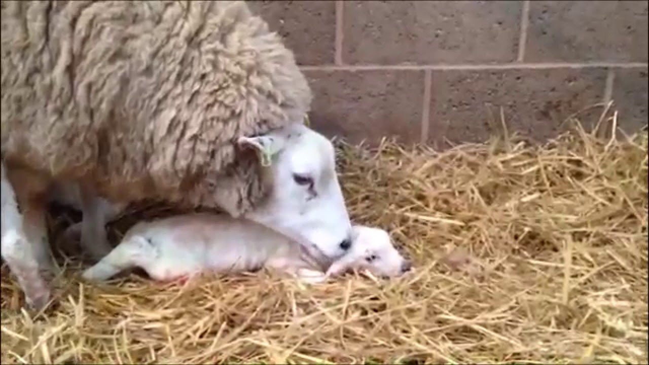 National Forest Adventure Farm Lambing - YouTube