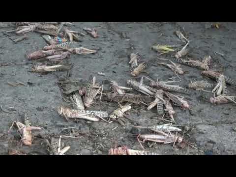 30 Jun, 2020 - Authorities deploy drones to contain crop-destroying ...