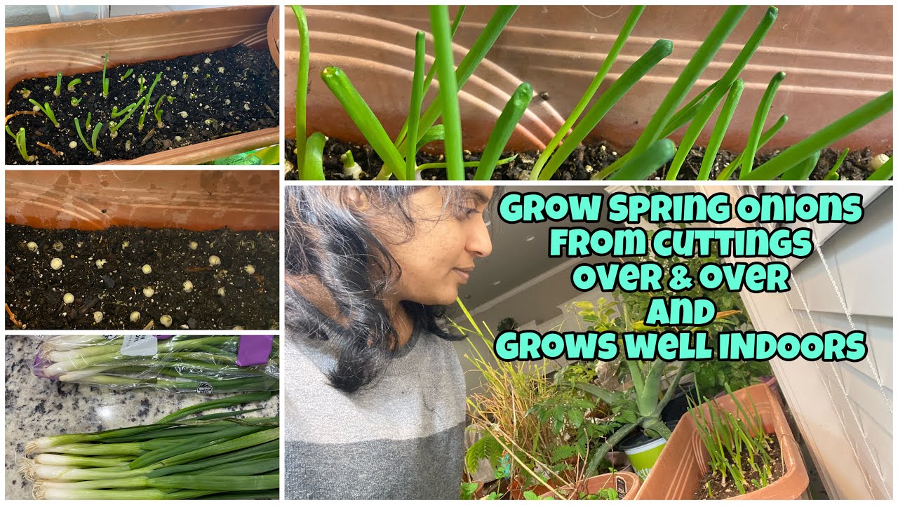 Regrowing Plants | spring onions easily and Indoors [Scallions] (US ...
