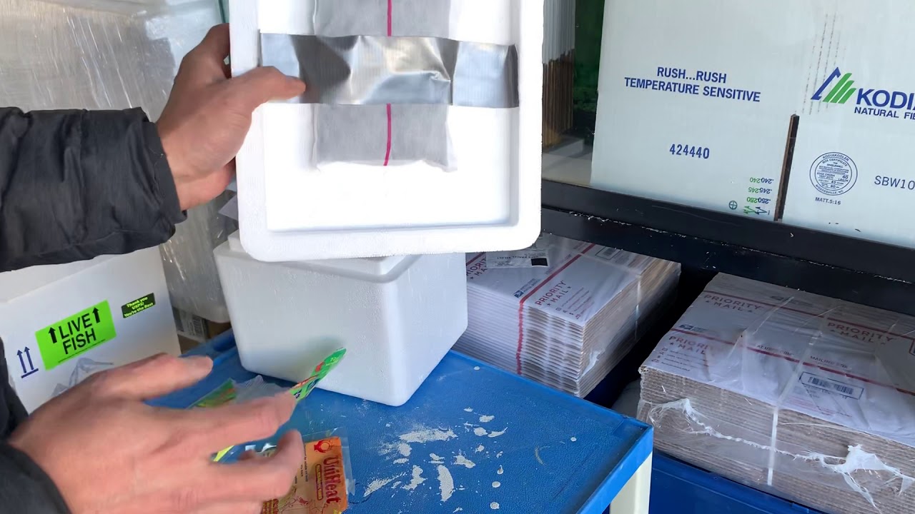 How to Package LIVE FISH for Shipping in Winter. - YouTube