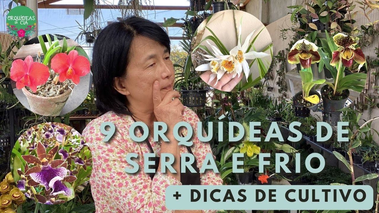 As 9 Orquídeas de Região de Serra que Você Precisa Ter - YouTube