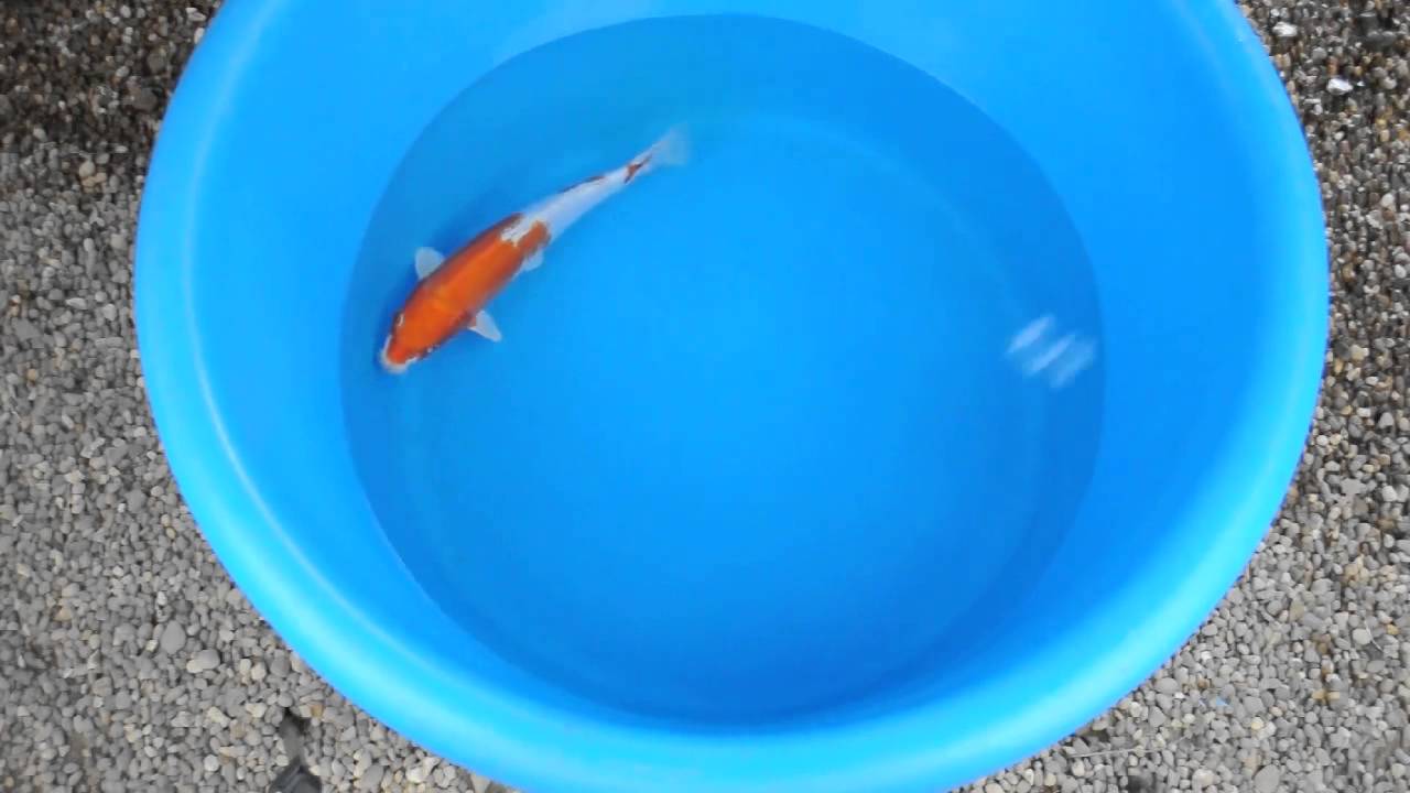 Doitsu Hariwake Israeli Koi 14" 36cm HPK13115 - YouTube