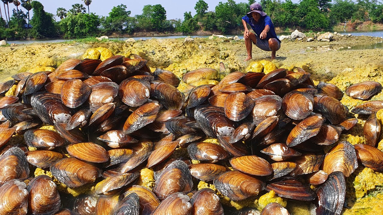 Freshwater pearl oyster spits out Special river shell - Huge yellow ...