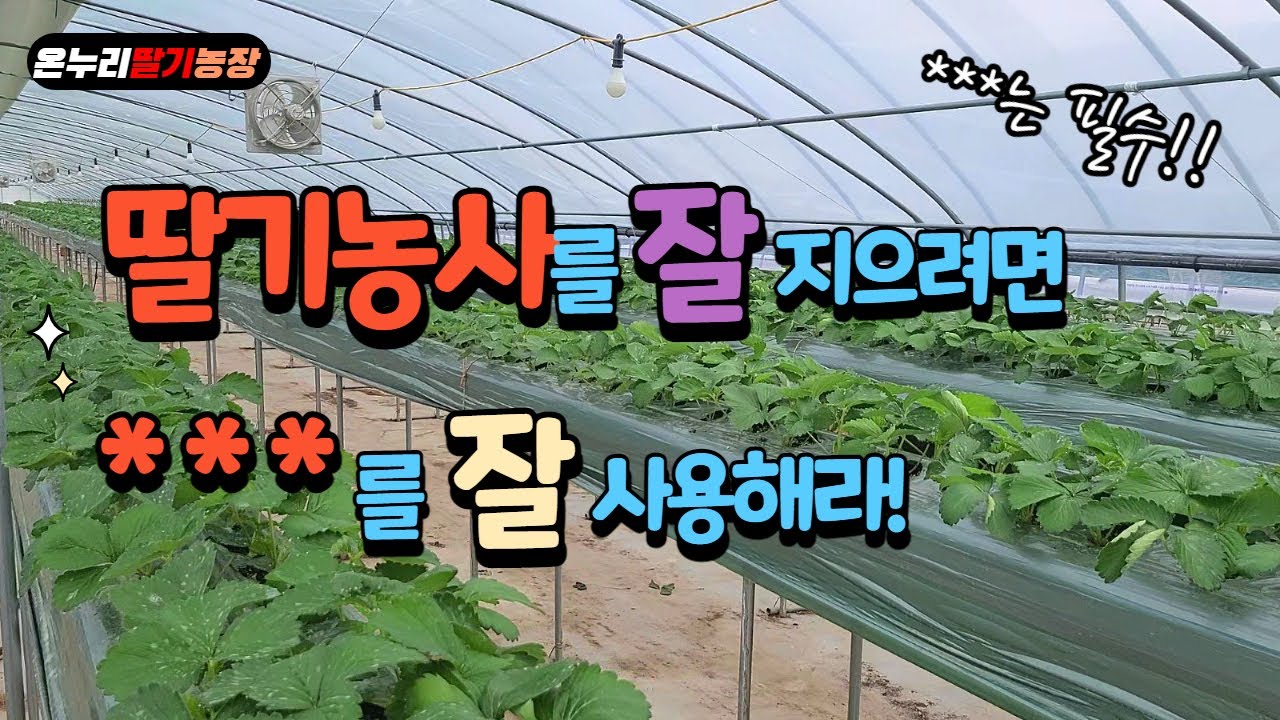 딸기농사 잘 짓고 싶다고 를 잘 사용하세요 온누리딸기농장 Youtube