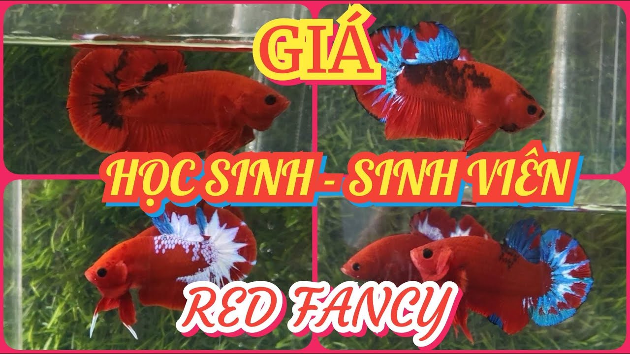 Đợt cá 13 - 11 - 2022 | Red Fancy Star Tail | Betta giá học sinh ...