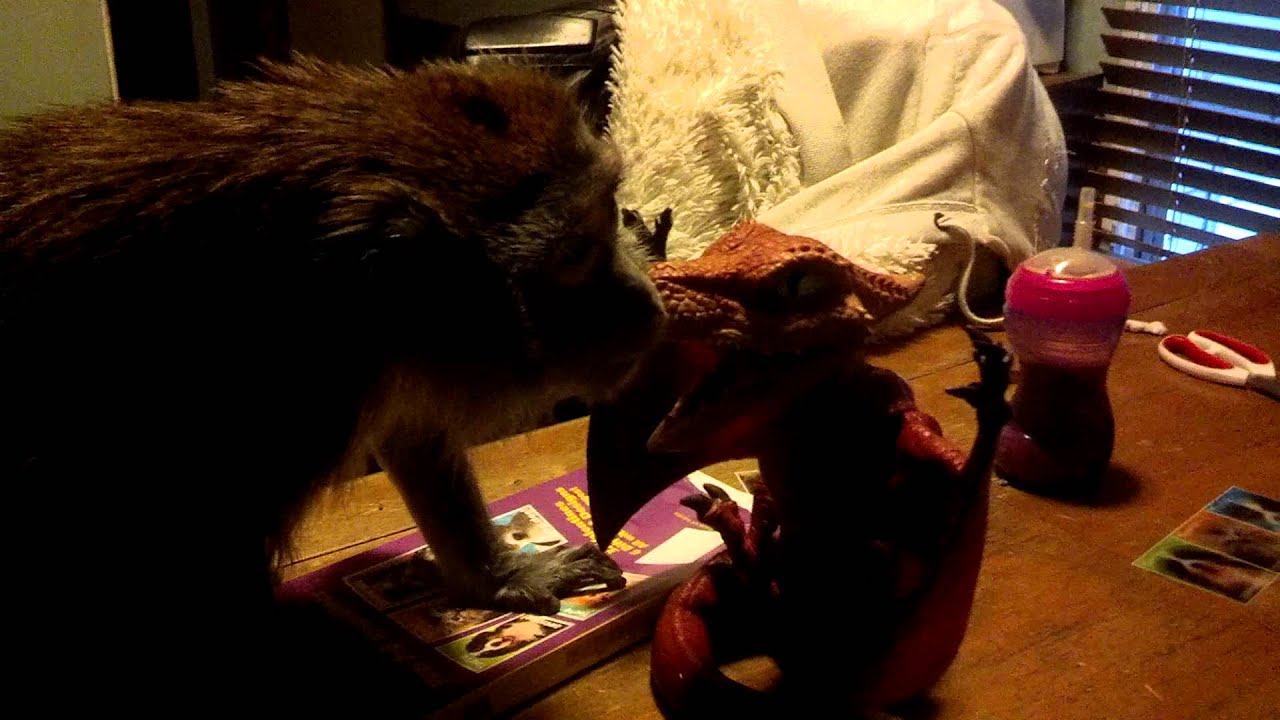 Angel the monkey vs a dragon - YouTube