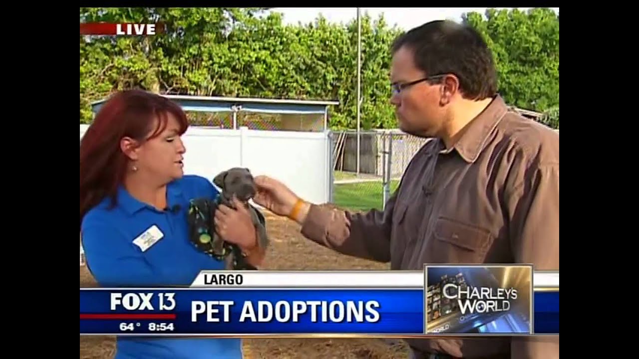 Fox 13: Charley Belcher meets SPCA Tampa Bay’s adoptable dogs and ...
