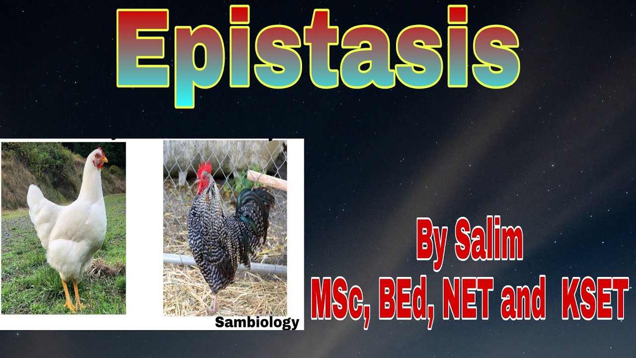 #Epistasis( part 1)/Dominant epistasis - Principles of Inheritance and ...