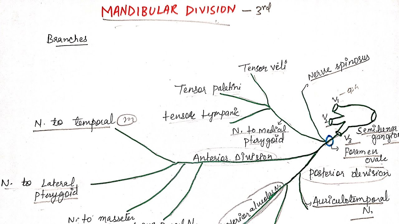 MANDIBULAR DIVISION | TRIGEMINAL NERVE | CRANIAL NERVE | HUMAN ANATOMY ...