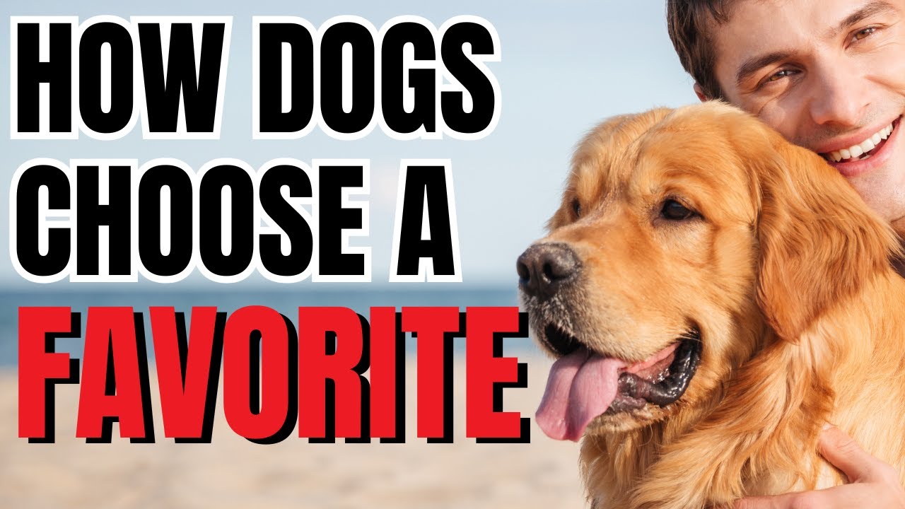 Why Dogs Choose You as Their Favorite Person (It’s Surprising!) - YouTube