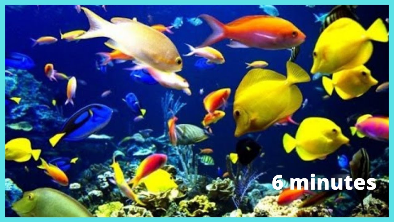 Relaxing Aquarium Fish Tank with Sounds and VISUALS Effects for ...