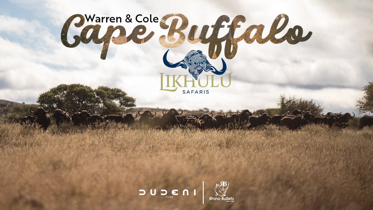 Father and Son Hunt Buffalo in South Africa - YouTube