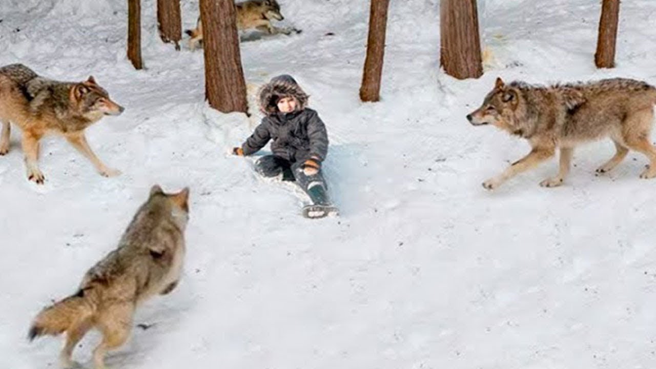 Wolves surrounded the man, preparing to attack, but then the unexpected ...