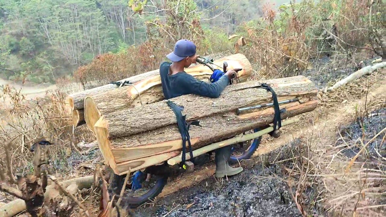 a very dangerous way of transporting large logs using a motorbike - YouTube