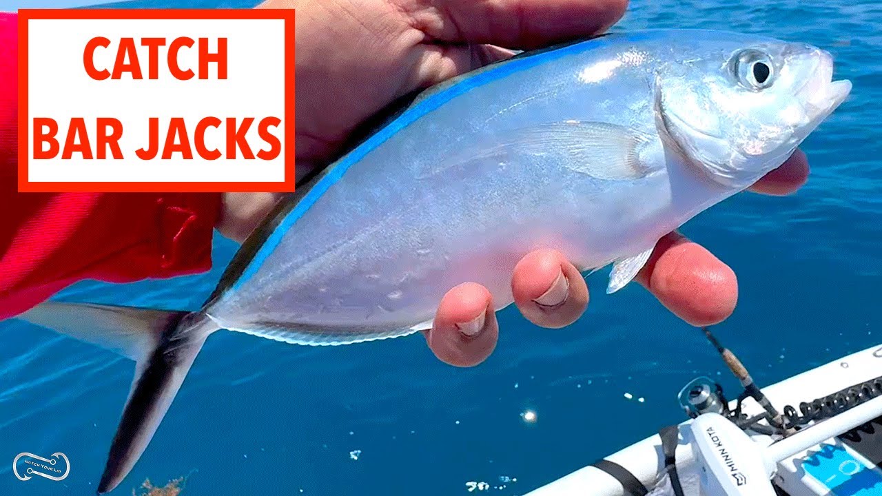 CATCHING BAR JACKS ON SHALLOW REEFS - YouTube