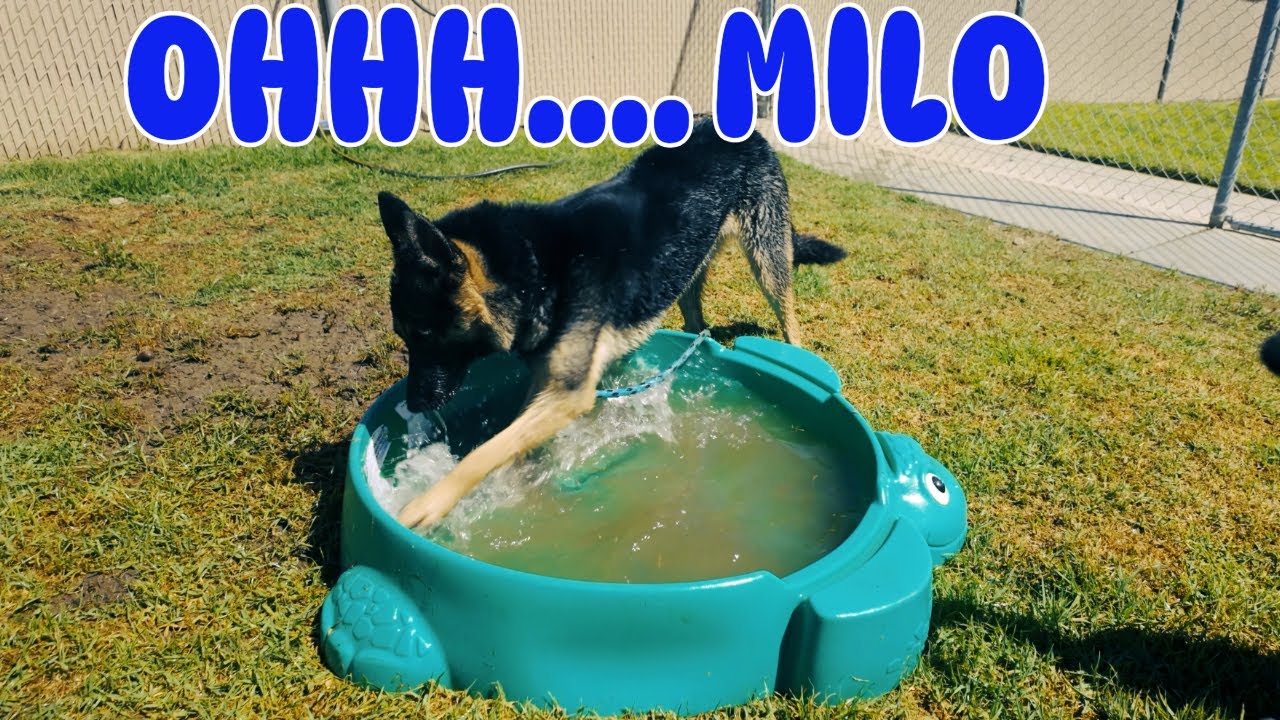 Milo Plays with Water! - YouTube