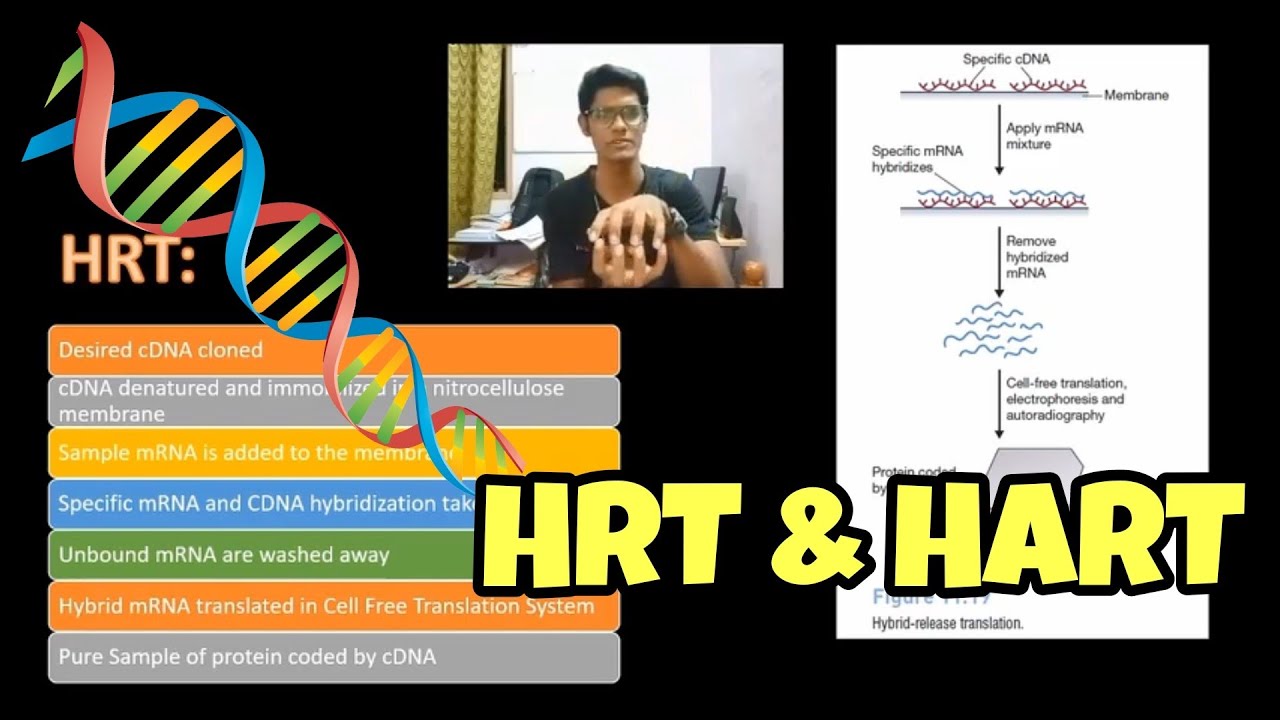 HRT | HART | Hybrid Release Translation | Hybrid Arrest Translation ...