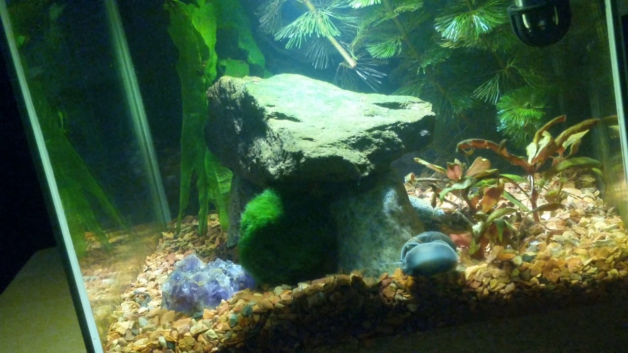 Snail Ballet - YouTube