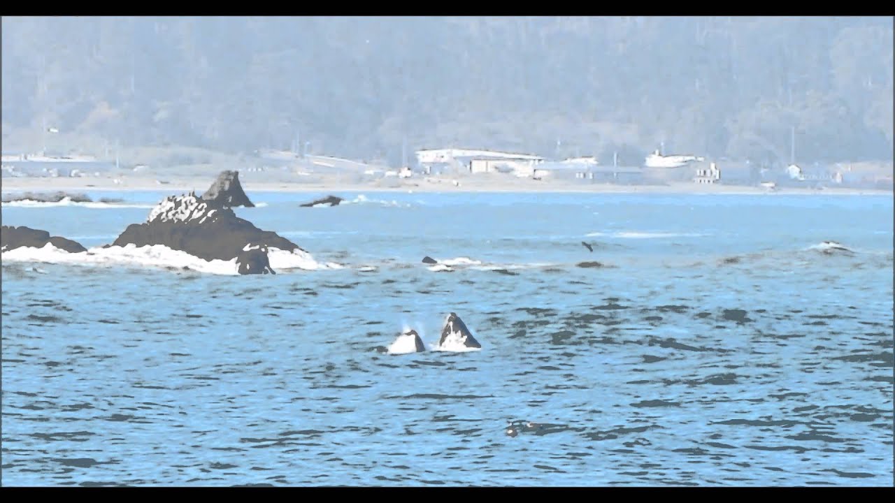 Humpback whales lunge feeding off Pacifica plus sun fish, Mola mola on ...