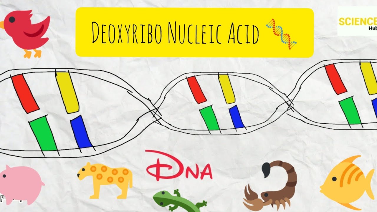 Deoxyribo Nucleic Acid 🧬 || animated video - YouTube