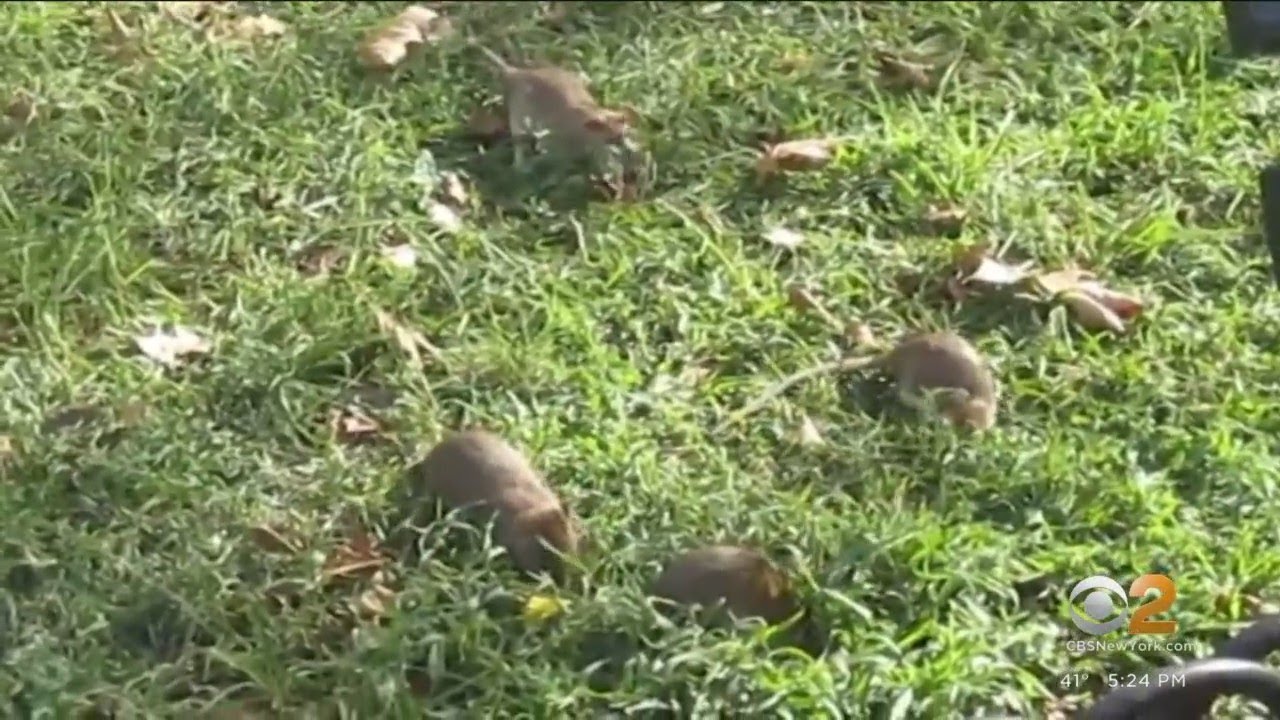 New York City seeks to hire rat czar - YouTube