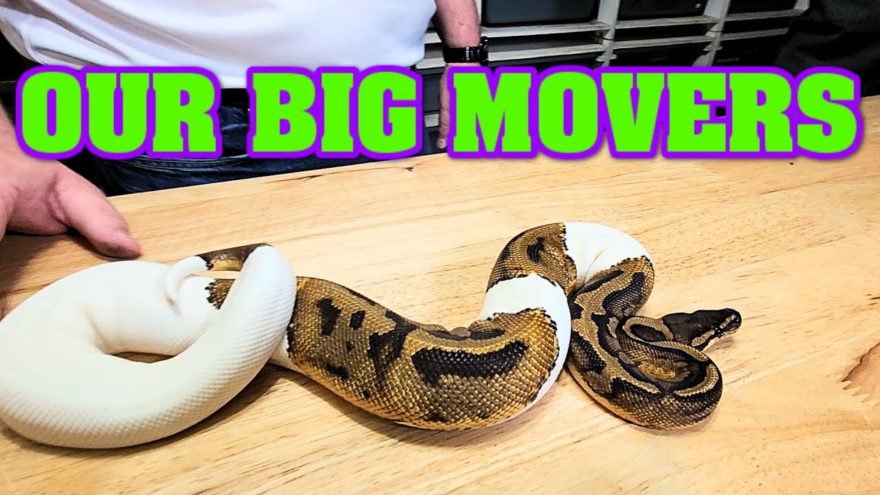 Who is moving up? See which snakes are getting new tubs! - YouTube