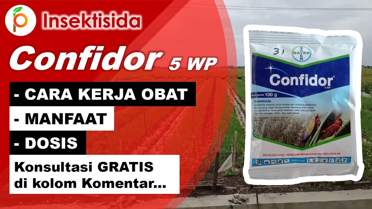 Review Insektisida Confidor 5 WP - Insektisida confidor 5 wp untuk cabe ...