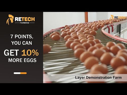 7 points, you can get 10% more eggs. RETECH Farming Automatic H type Layer cage #chickenfarm
