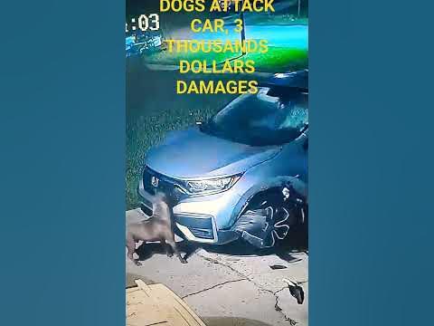 DOGS ATTACK CAR 3 THOUSANDS DOLLARS DAMAGES!!! - YouTube