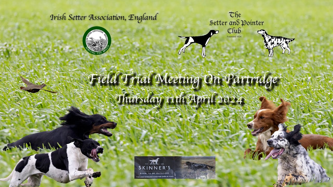 ISAE & The Setter & Pointer Club Field Trial 11 April 2024 - YouTube