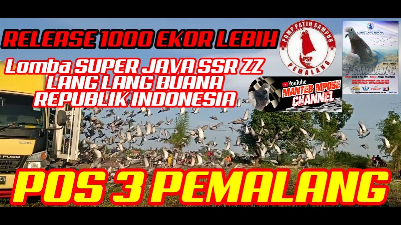 LANG LANG BUANA RELEASE 1000 EKOR LEBIH DI POS 3 PEMALANG || LOMBA ...