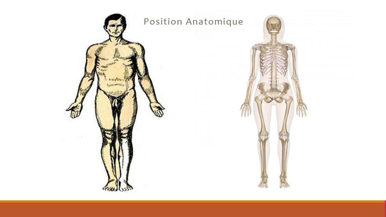#1. Generalite et introduction de l'anatomie humaine - YouTube