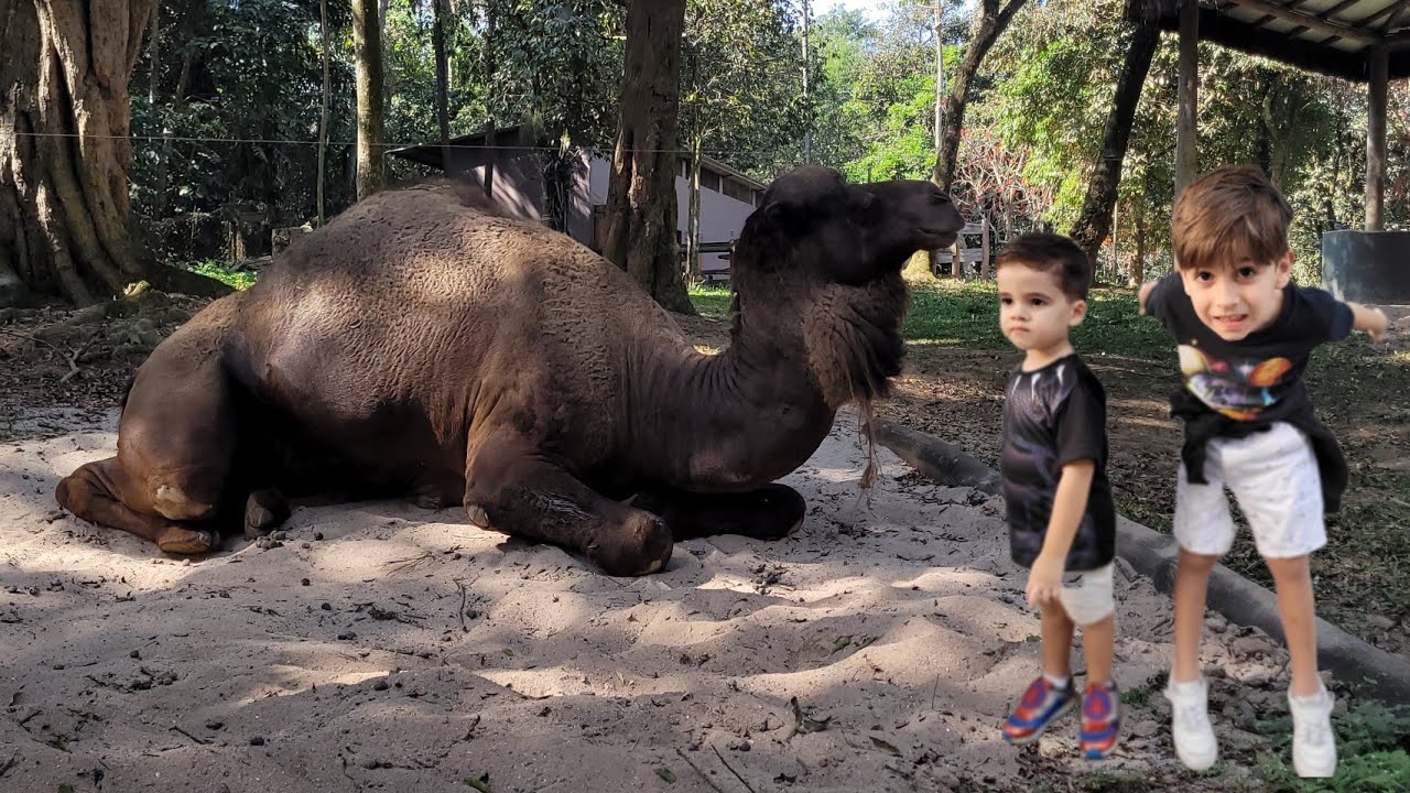 SIMBA SAFARI SP - PMG - YouTube