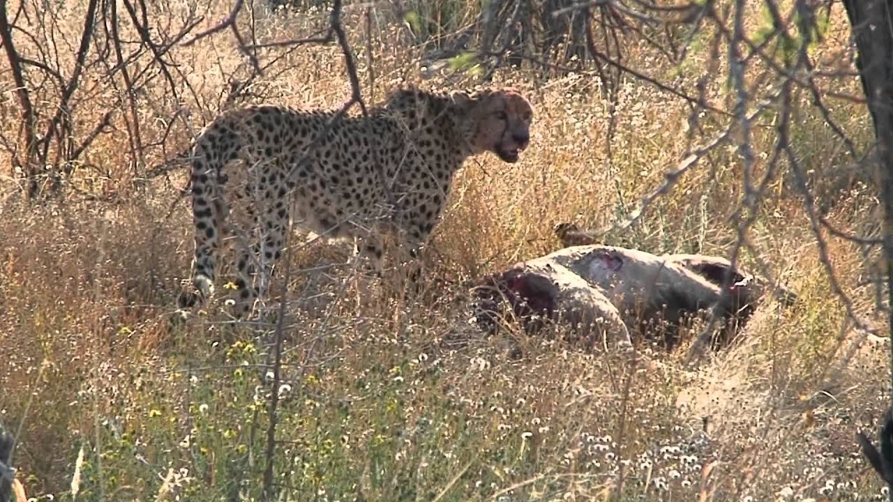 Cheetahs with Antelope Kill (South Africa, Madikwe Game Reserve, The ...