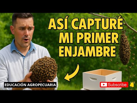 Cómo capturar un enjambre de abejas y empezar con tu PRIMERA COLMENA