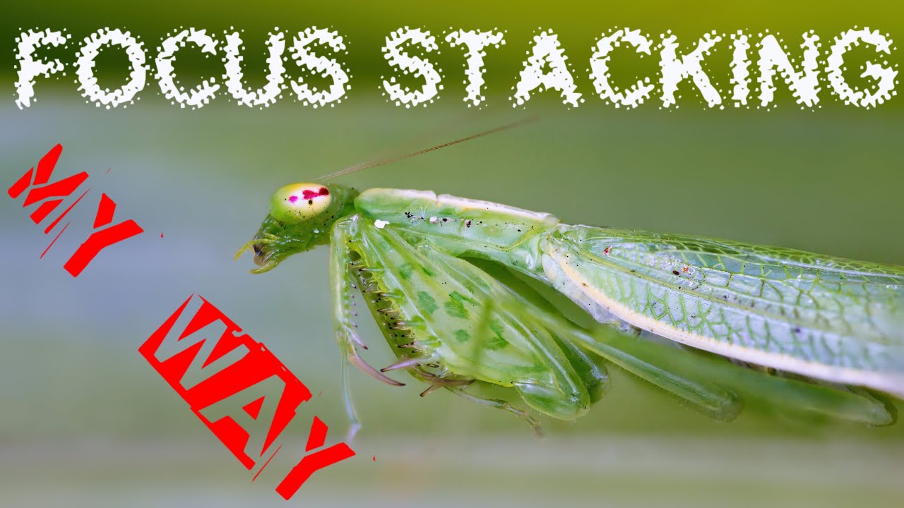 Focus stacking, how i do it. (Using Helicon Focus) - YouTube