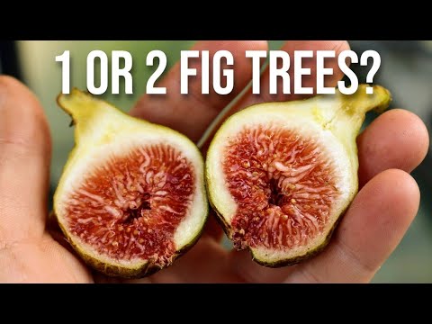 Is There A Male And Female Fig Tree