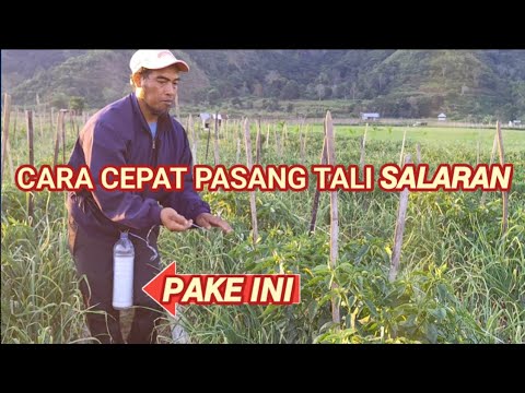 Cara Cepat dan Mudah Memasang 𝙏𝘼𝙇𝙄 𝙎𝘼𝙇𝘼𝙍𝘼𝙉 pada Cabe, - YouTube