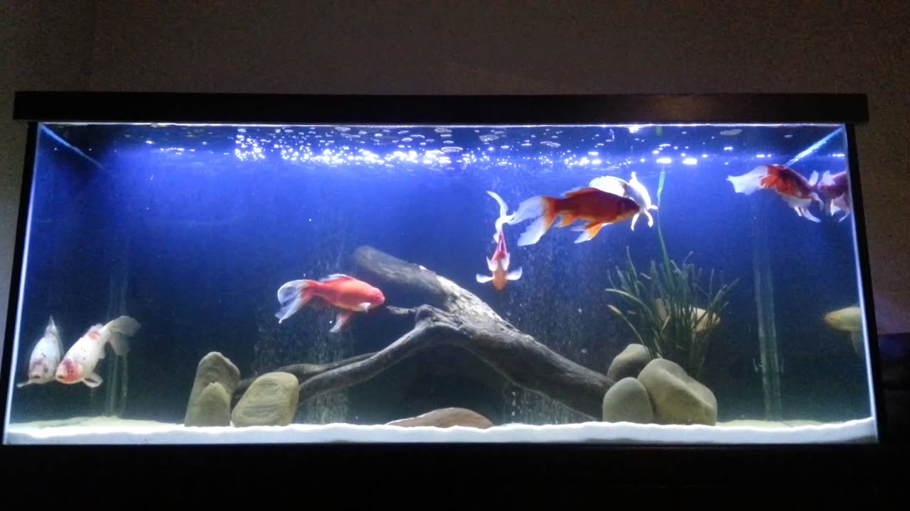 Our 1000 litre goldfish aquarium - YouTube