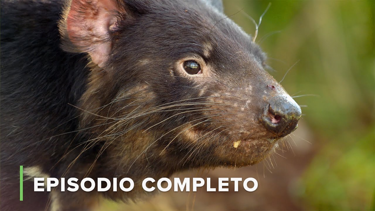 La VERDAD sobre el DEMONIO de TASMANIA | La Vida Secreta de los ...