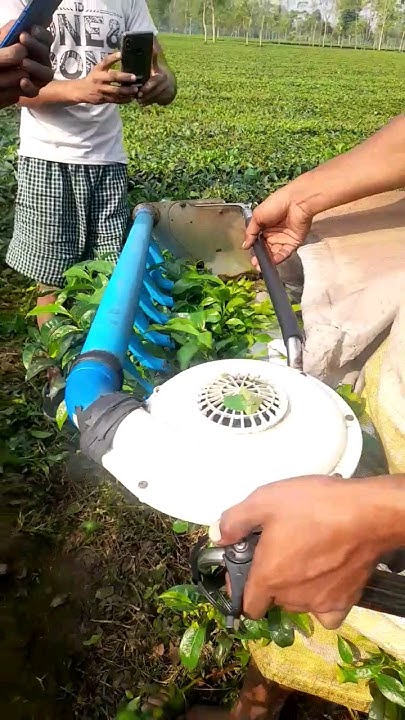 Beautiful tea leaf cutting machine is now easy for farmers to pick tea leaves #shortfeed # ...