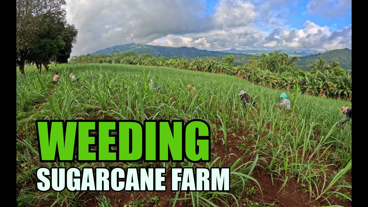 WEEDING/GUNA OF 2 MONTHS OLD SUGARCANE FARM (PANALSALAN, BUKIDNON ...