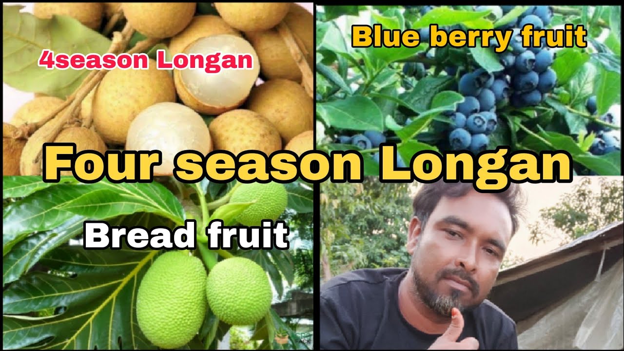 Four season longan plant | ping pong Longan Blue berry fruit plant ...
