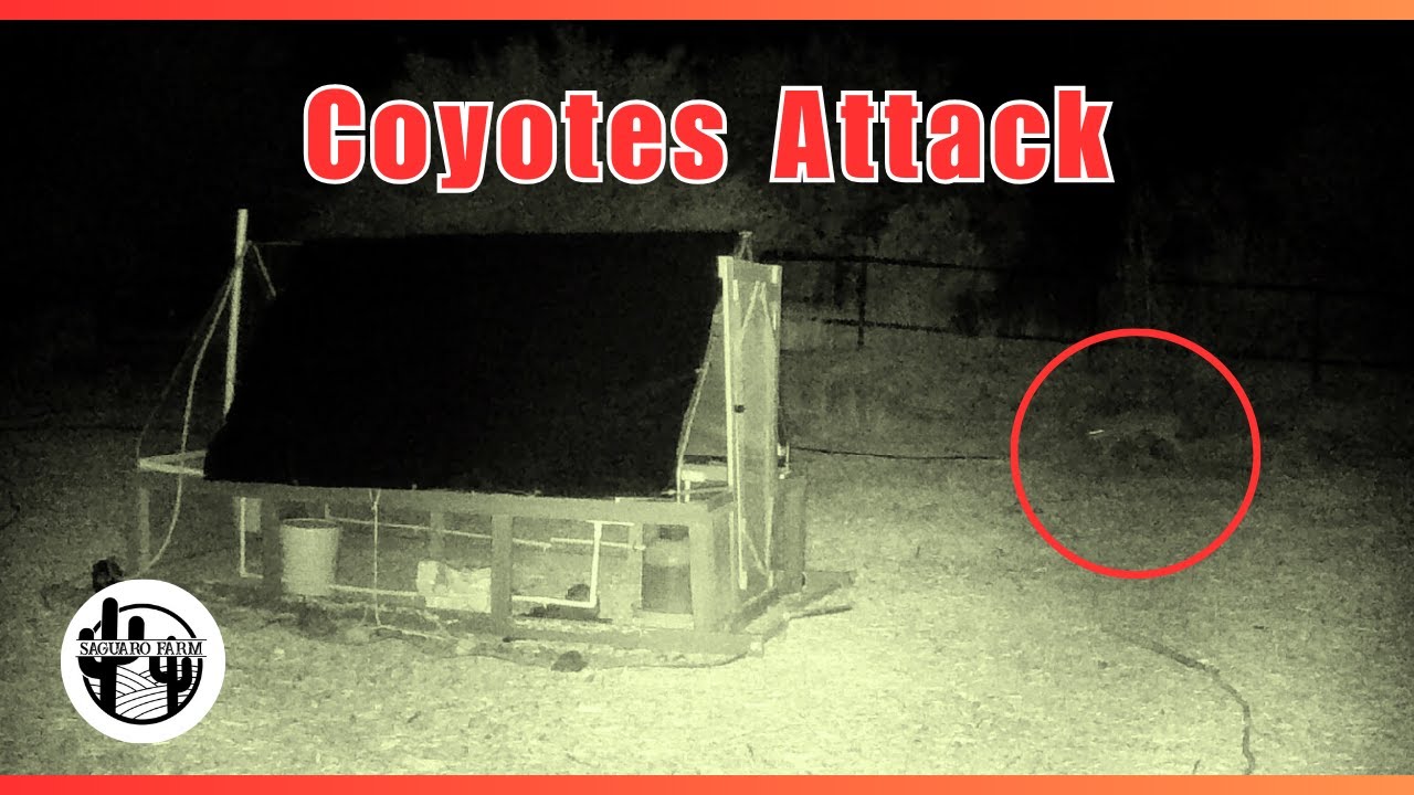 Our Suscovich Chicken Tractor is Under Attack | Desert Predators ...