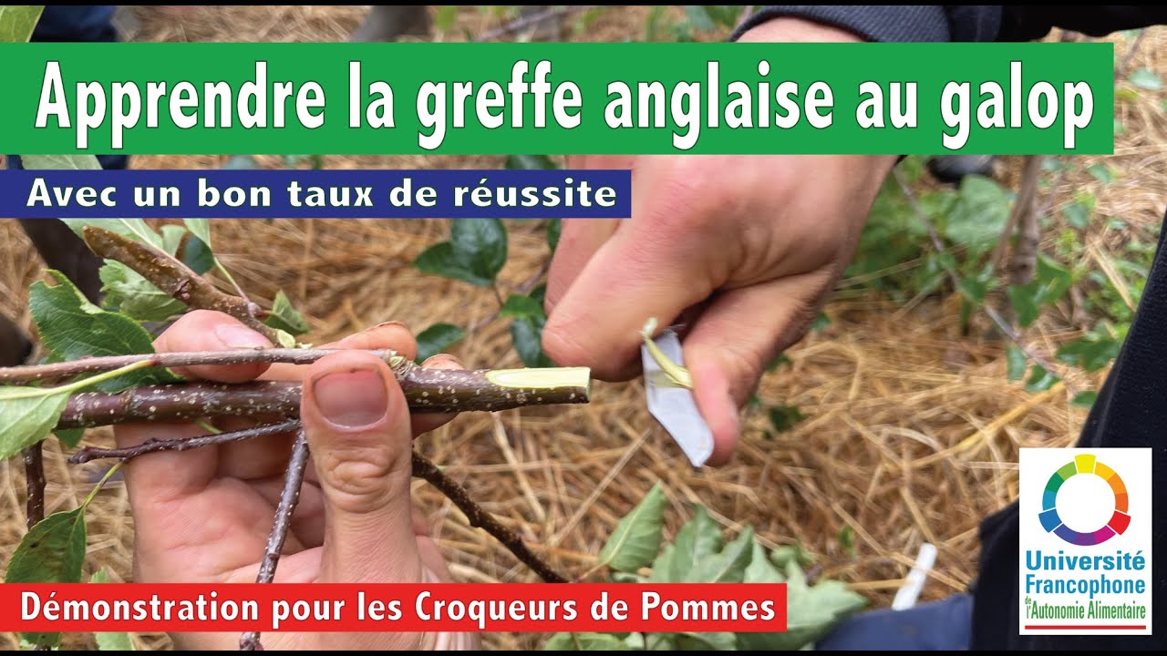 Greffe anglaise au galop simple : démonstration pour les Croqueurs de ...