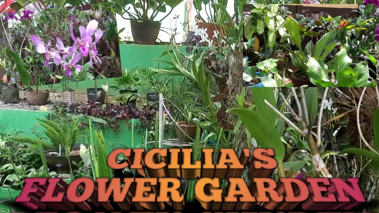 CICILIA'S FLOWER GARDEN - YouTube