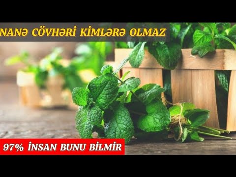 Nanə Cövhəri Kimlərə Olmaz! 97% İnsan Bunu Bilmir? Nanə Cövhərinin Faydasi Və Zərəri?