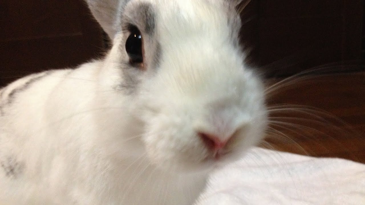 Cutest Bunny Rabbit Ever! - Good Luck Marshmallow #003 - YouTube