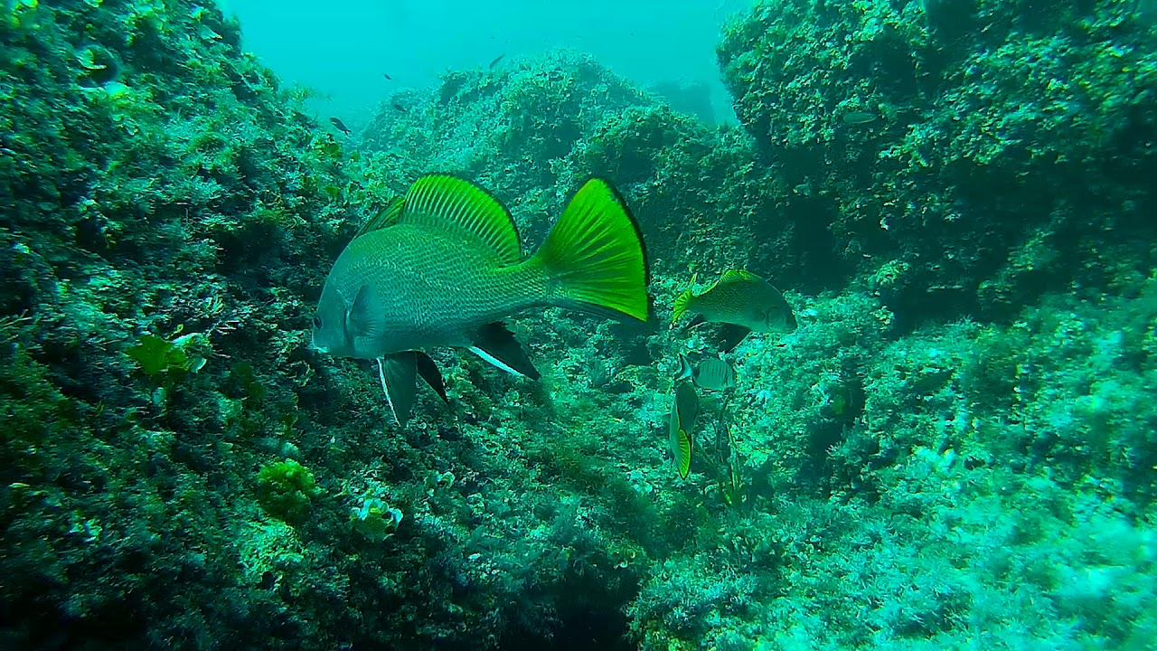 corvine guardinghe tra le rocce - YouTube